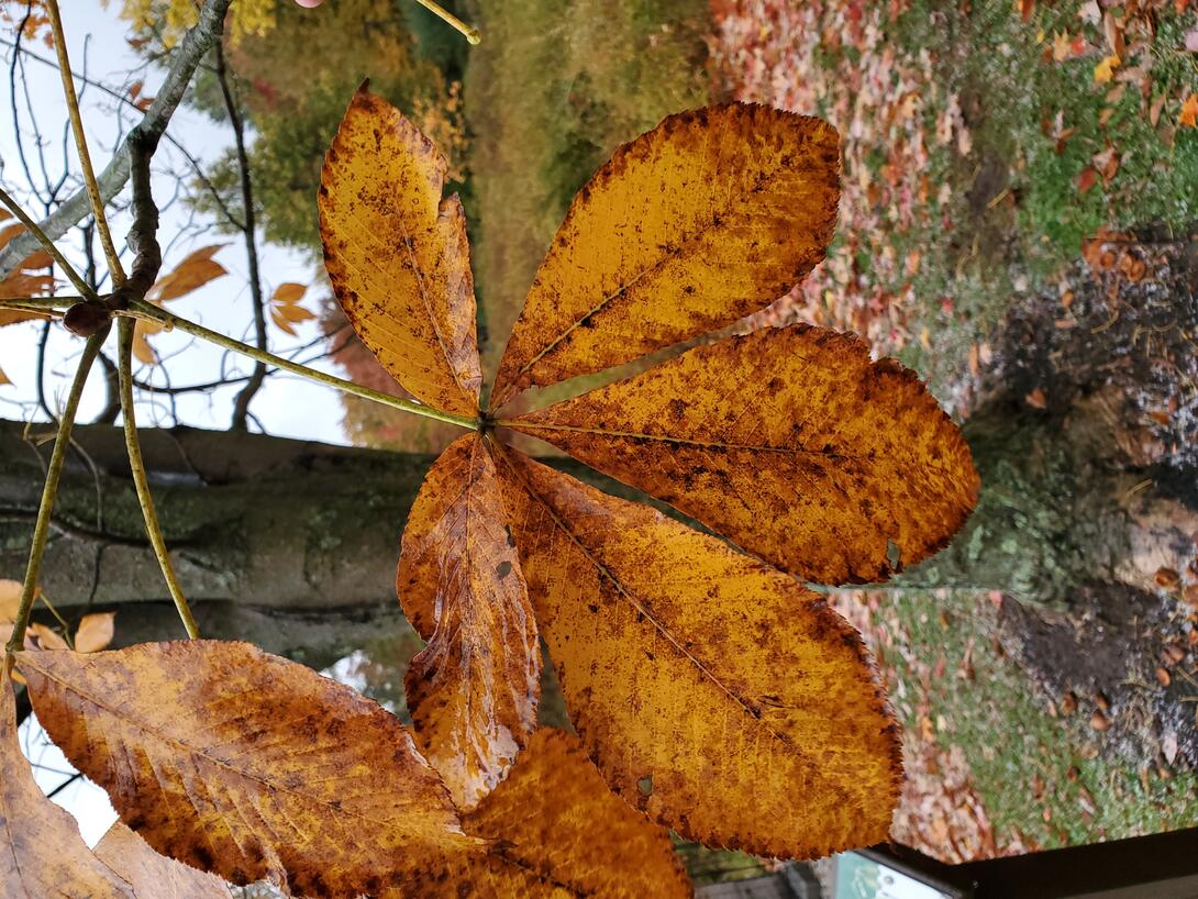 Yellow Buckeye | CMP Tree Selection Tool